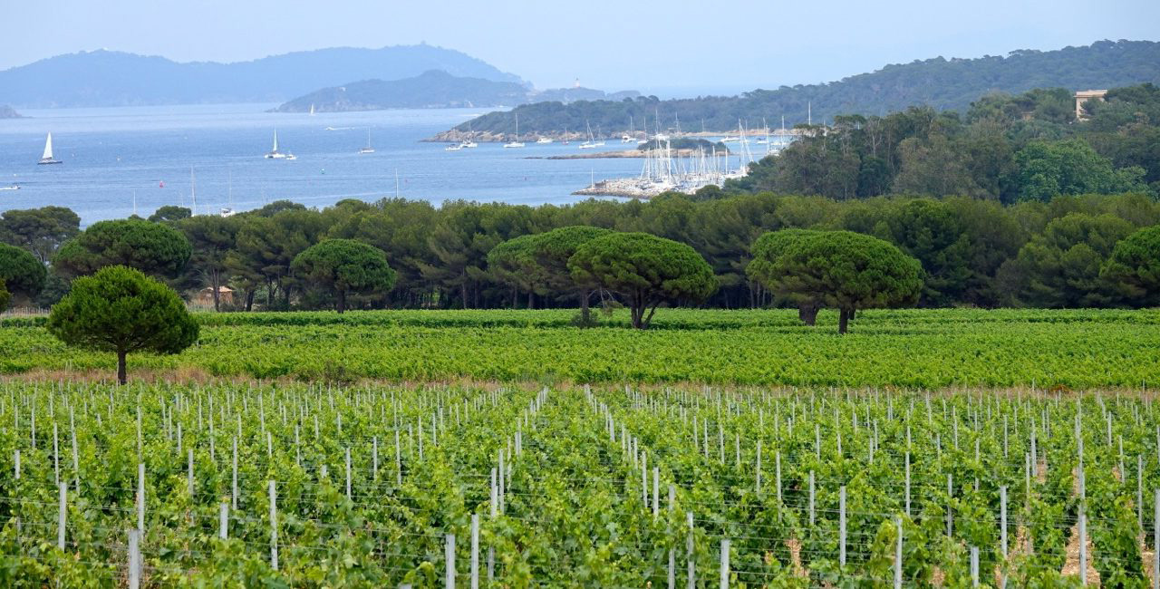 Le Domaine de l’Île : explorez les origines des vins qui subliment vos ...